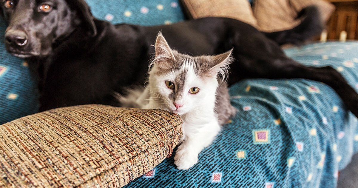 Darf mein Vermieter Haustiere einfach so verbieten?